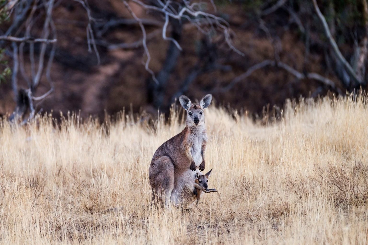 Wildlife at Arkaba – Arkaba